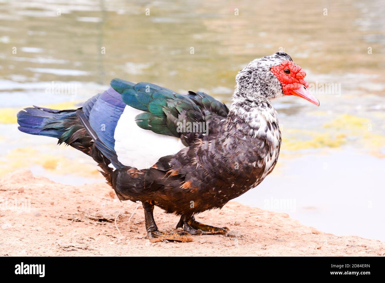 Muskovy Duck wild Stock Photo - Alamy