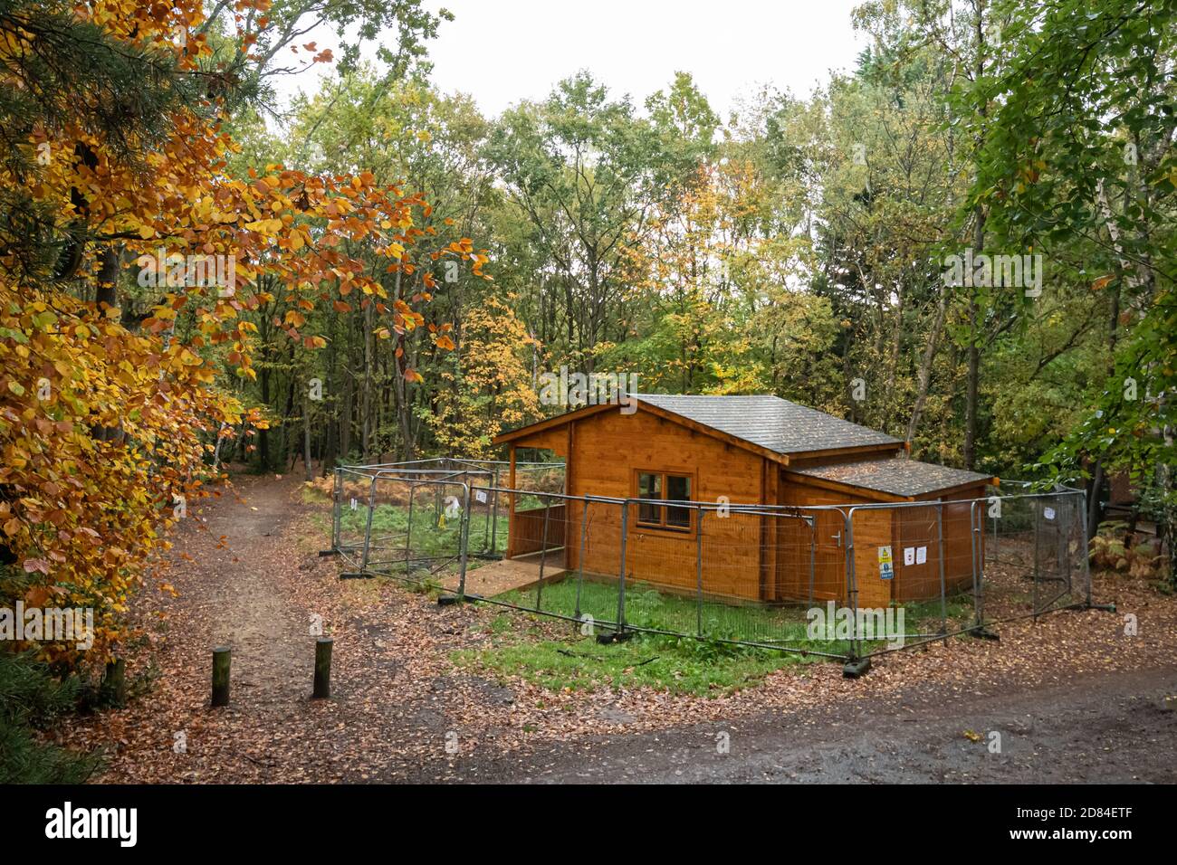 Lightwater Country Park in Surrey, UK, during autumn - view of new ...