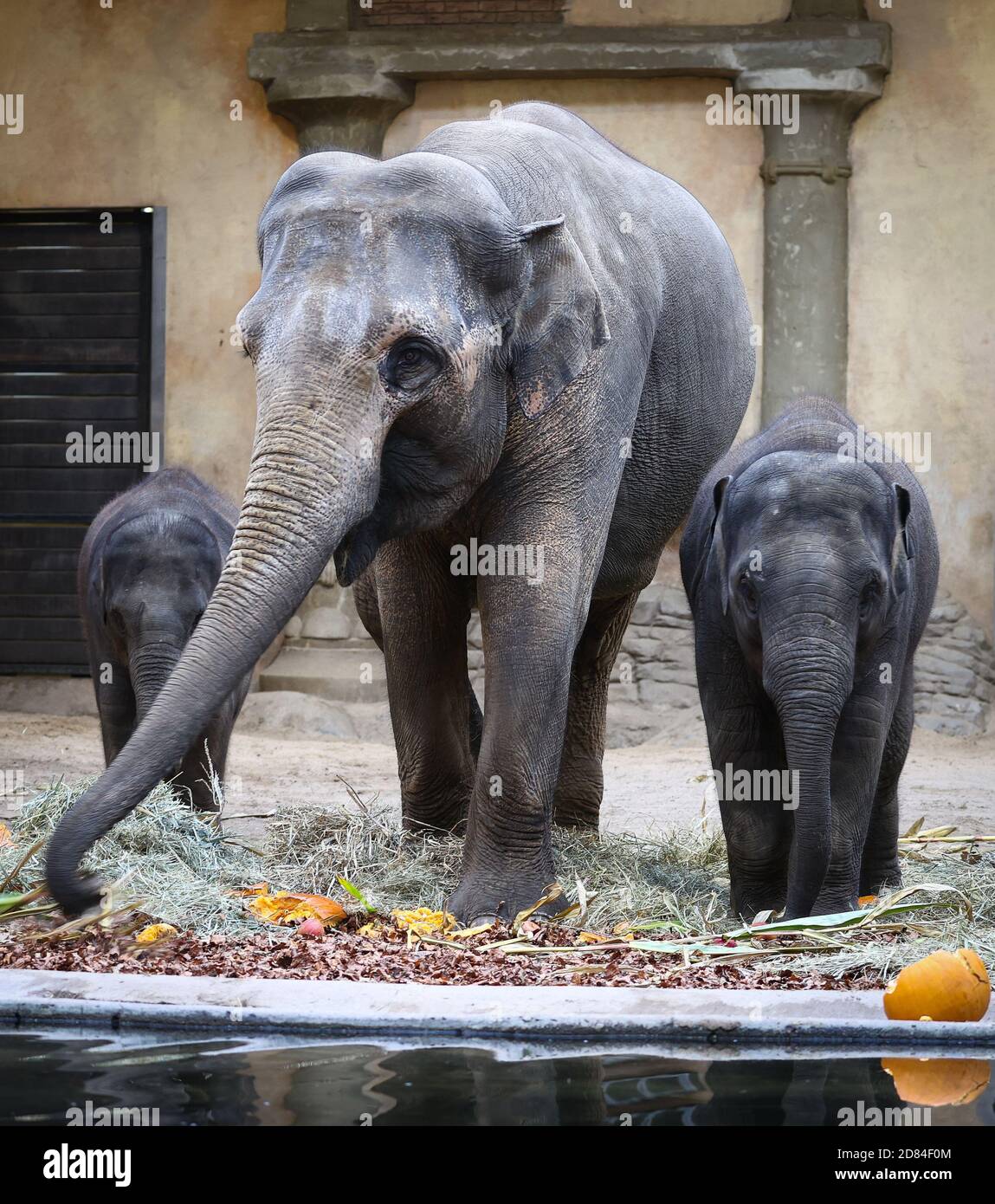 Hamburg, Germany. 27th Oct, 2020. The elephant group at Hagenbeck Zoo ...