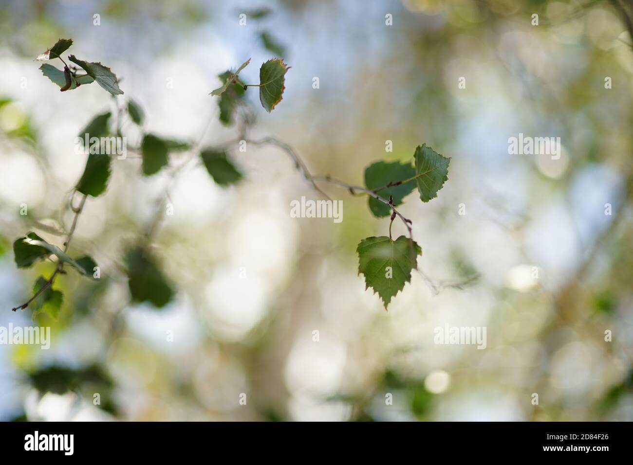 Green birch leaves closeup swaying in the wind. Selective soft focus ...
