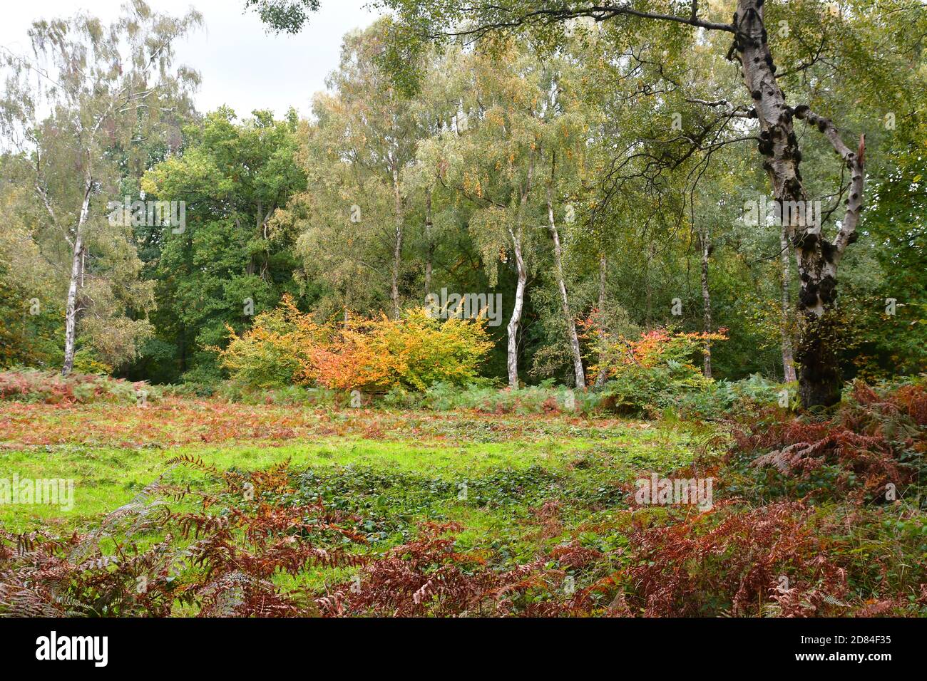 Autumn at Ashridge Estate, Hertfordshire, UK Stock Photo - Alamy