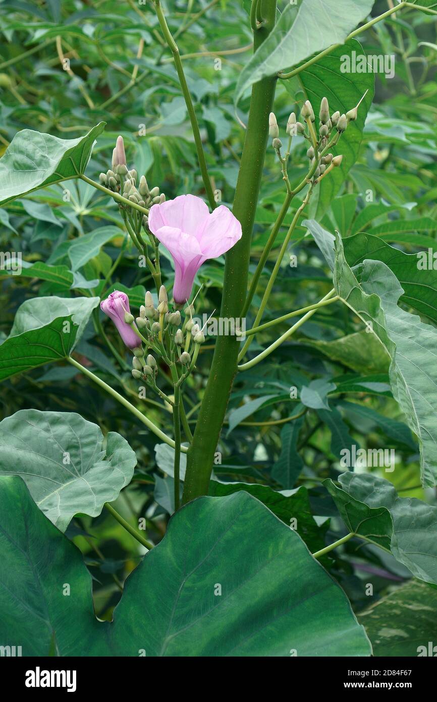 Pink morning glory (Ipomoea carnea). Called Bush morning glory also ...