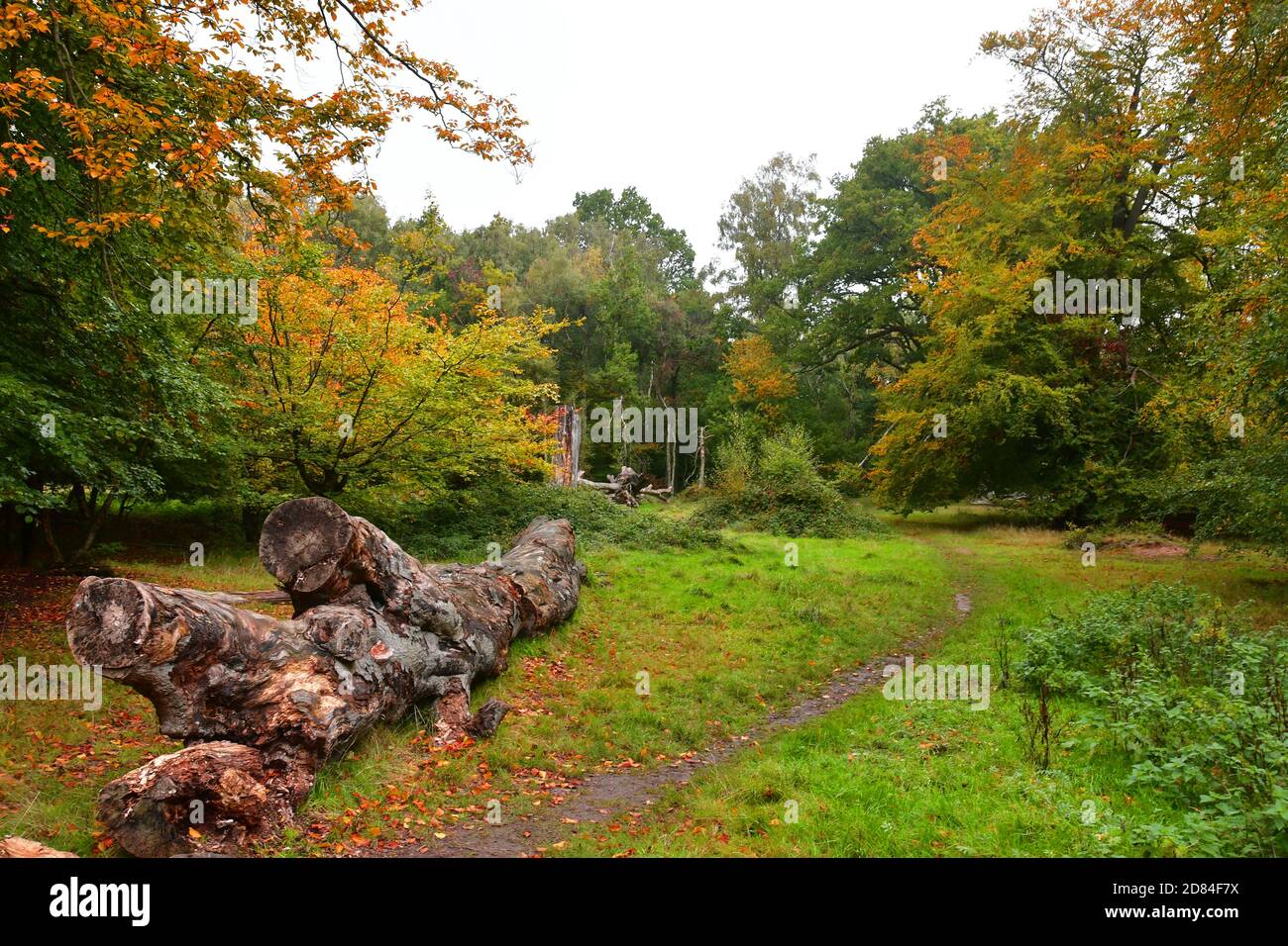 Autumn at Ashridge Estate, Hertfordshire, UK Stock Photo - Alamy