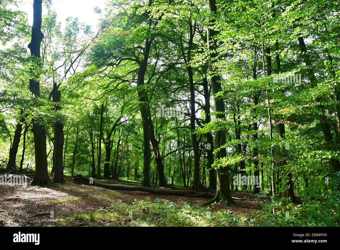 Autumn at Ashridge Estate, Hertfordshire, UK Stock Photo - Alamy