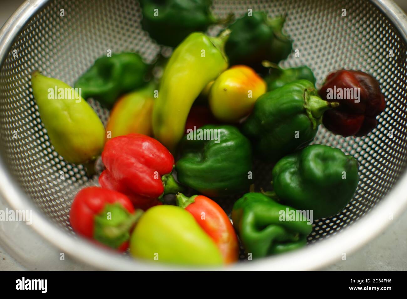 Fresh ripe peppers of different colors in a metal colander after ...