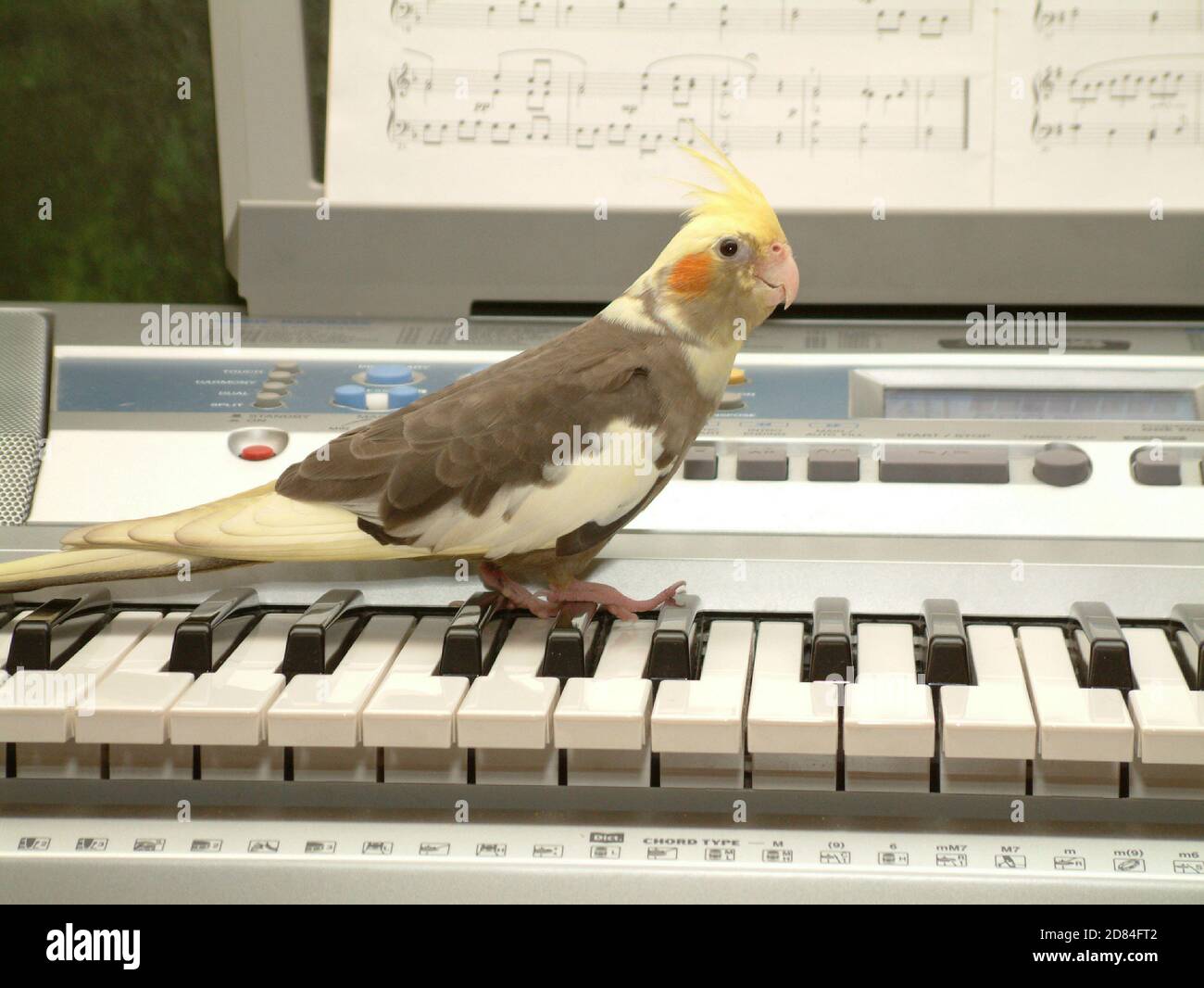 Domestic parrot Corella Stock Photo - Alamy