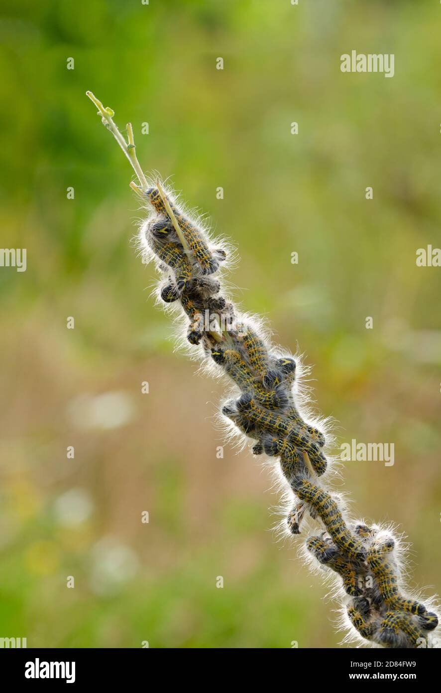 Crowded clumps hi-res stock photography and images - Alamy