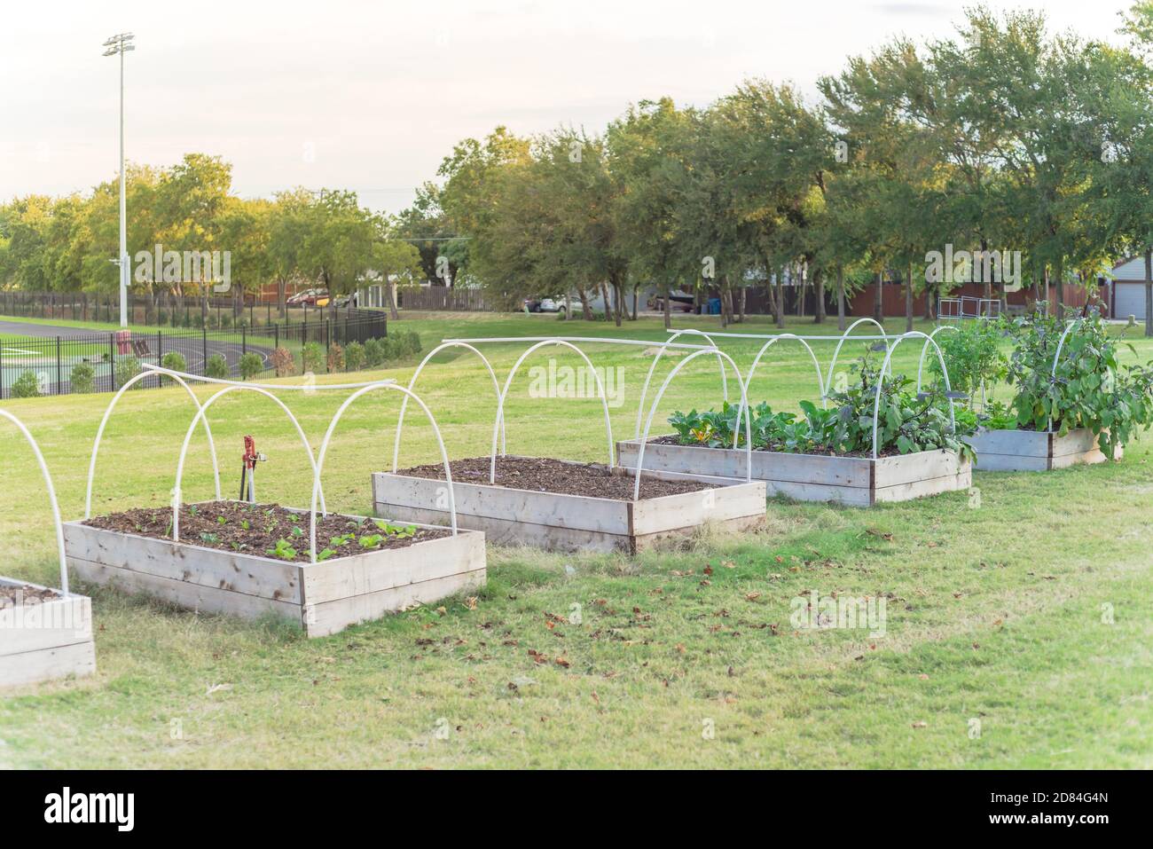 Raised bed garden with PVC pipe cold frame support and running tracks ...