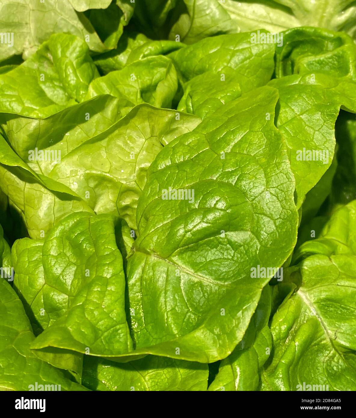 beautiful leaves of ripe green lettuce in bright light Stock Photo - Alamy
