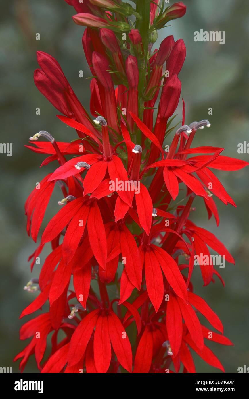 Lobelia cardinalis hi-res stock photography and images - Alamy