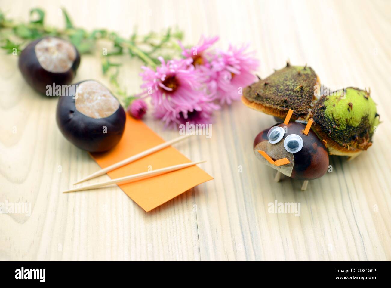 Chestnut bug hi-res stock photography and images - Alamy