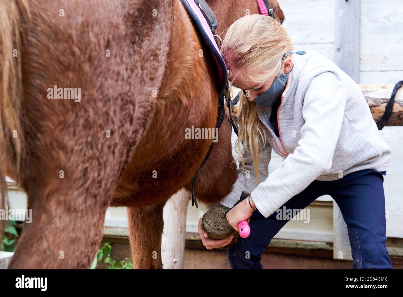 Child grooming horse with brush, Girl cleaning and taking care of horse ...