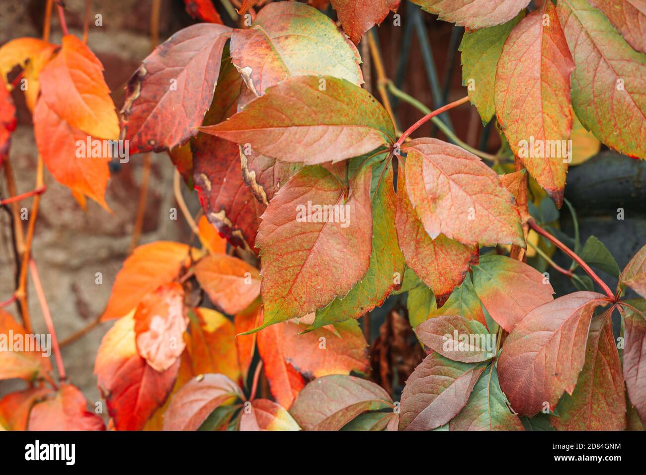 Group of autumn leaves. Fall, seasonal background Stock Photo - Alamy