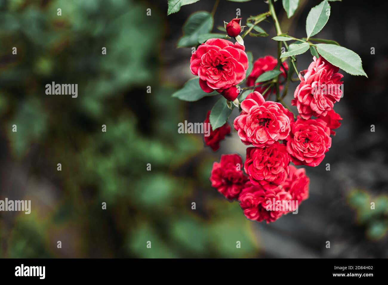 Group of small pink roses with blurred background. Copy space Stock ...