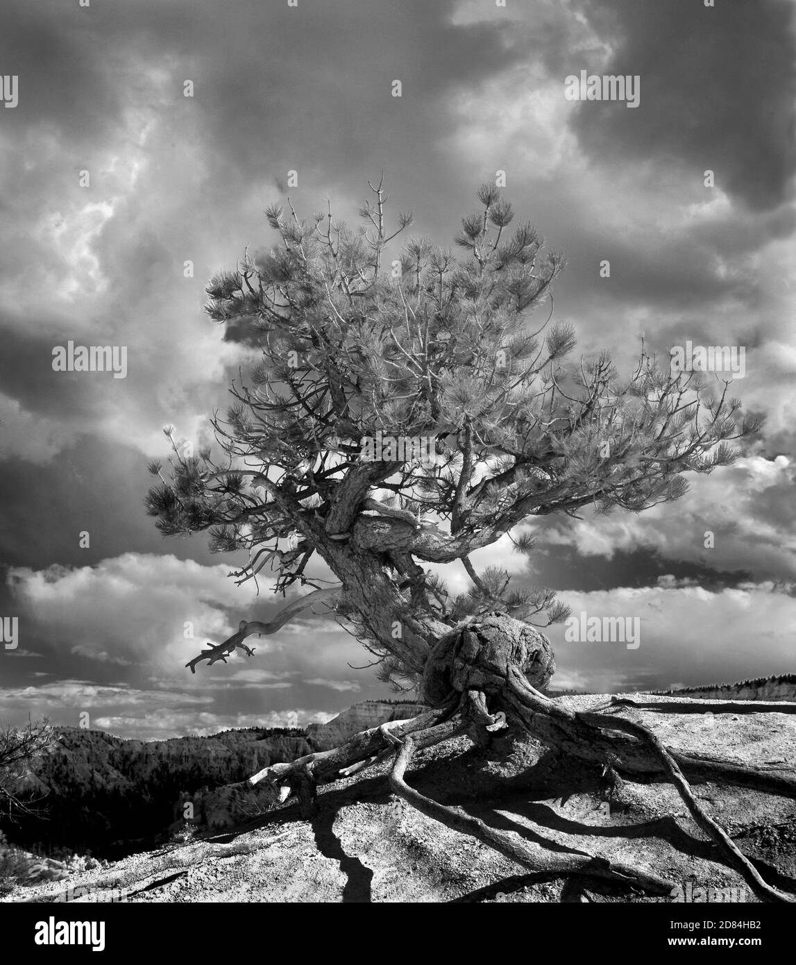 Distressed tree at Bryce Canyon Stock Photo - Alamy