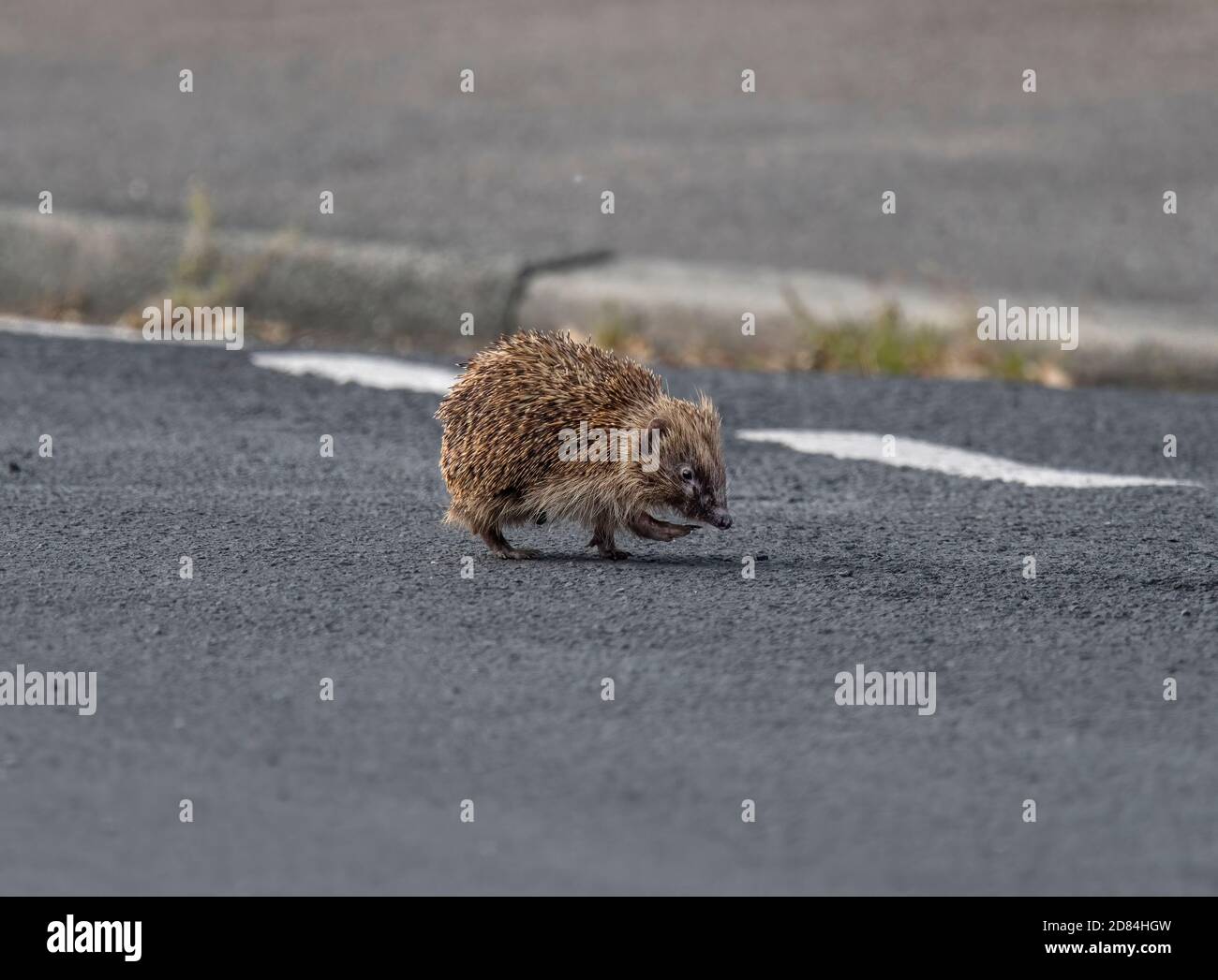 Hedgehog crossing the road hi-res stock photography and images - Alamy