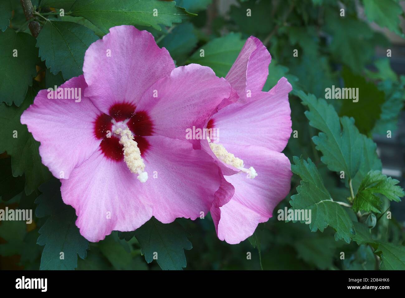 Rose of Sharon (Hibiscus syriacus). Called Syrian ketmia and Rose ...