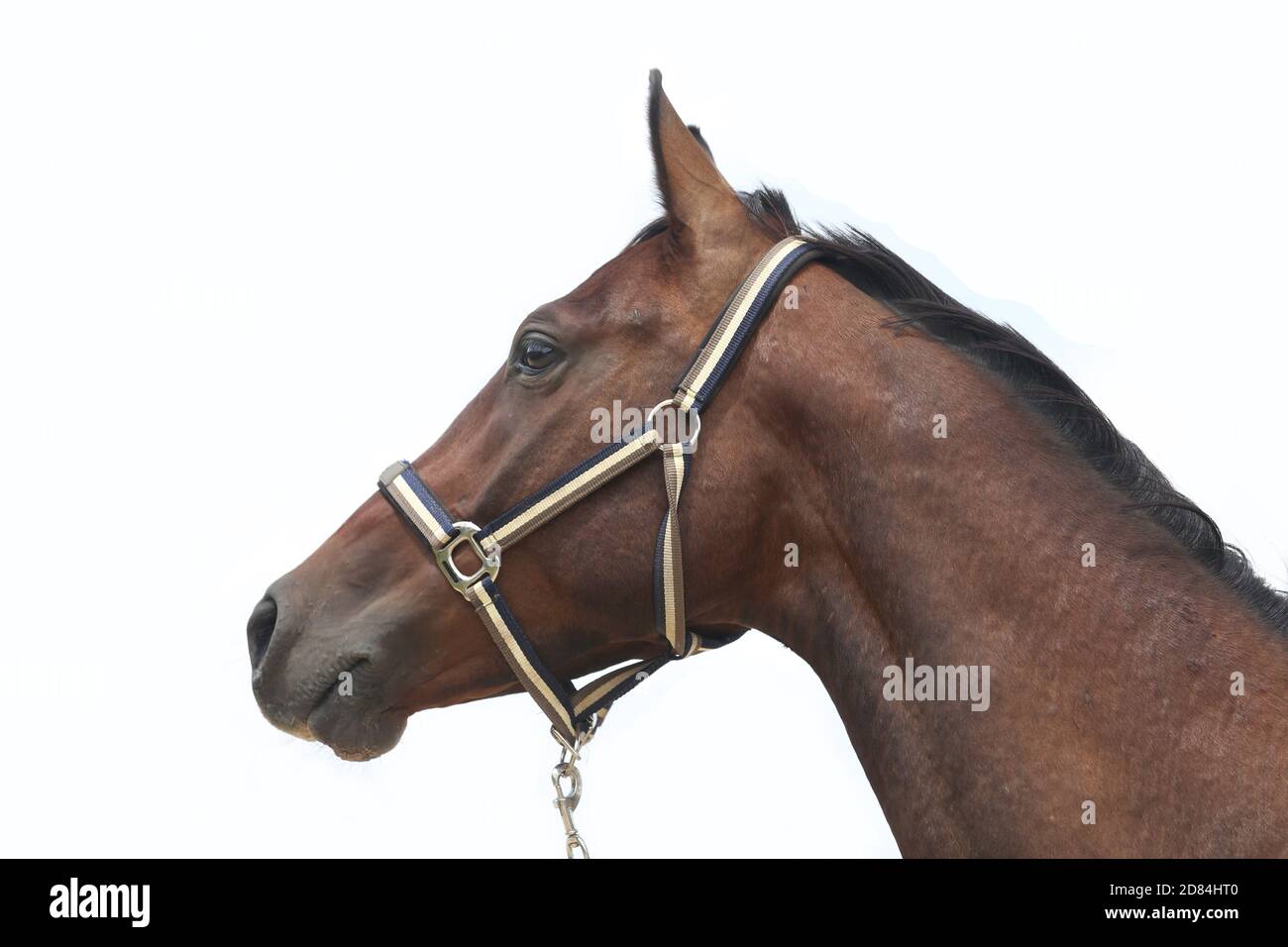 Side view portrait of a beautiful saddle horse on white background ...