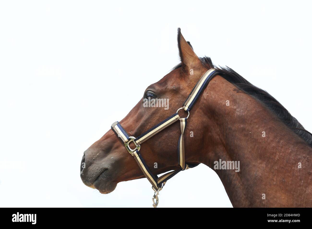 Side view portrait of a beautiful saddle horse on white background ...