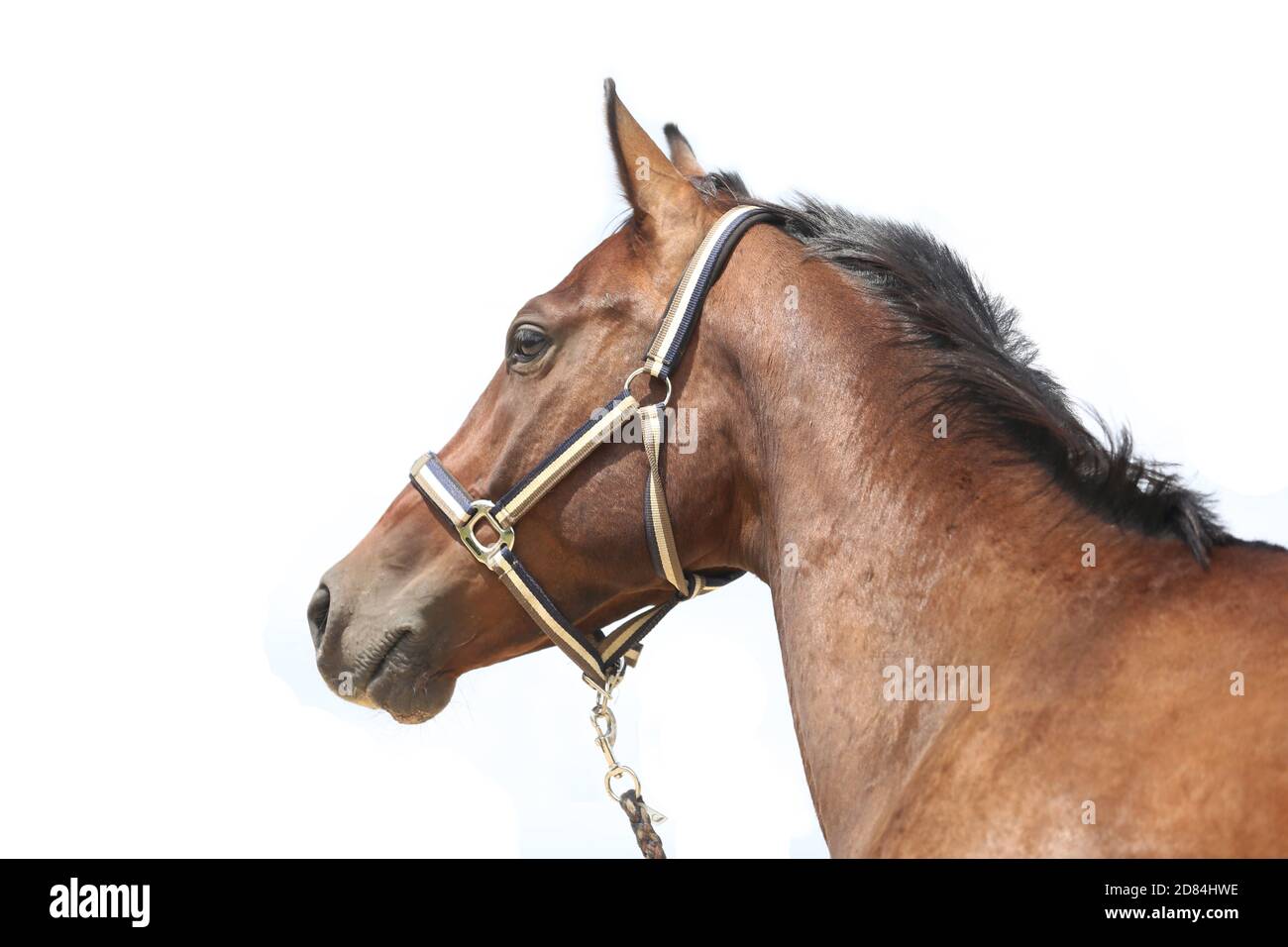 Side view portrait of a beautiful saddle horse on white background ...