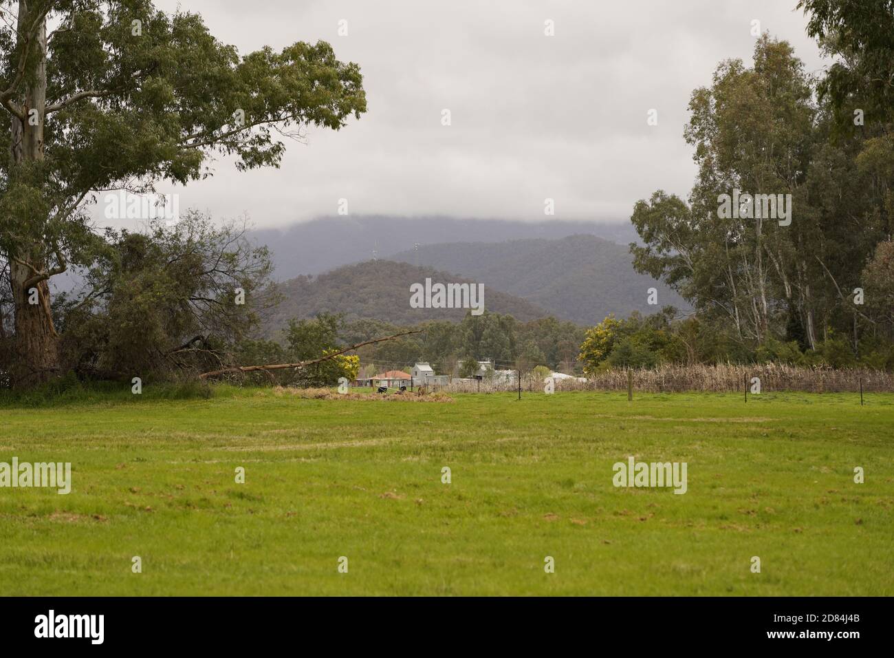 Alpine native plants victoria hi-res stock photography and images - Alamy
