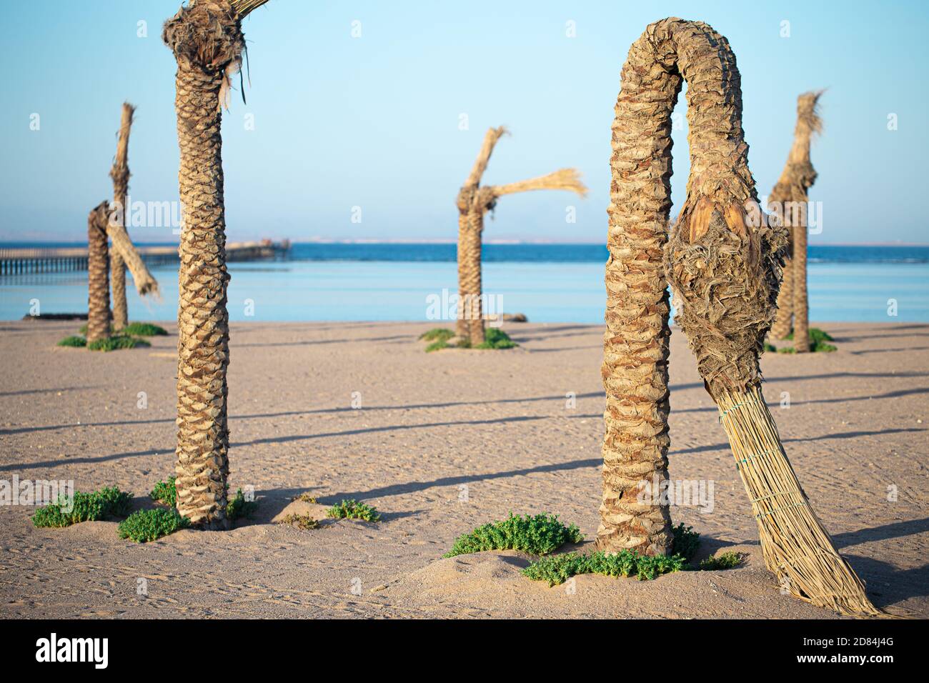 Old dead palm trees hi-res stock photography and images - Alamy