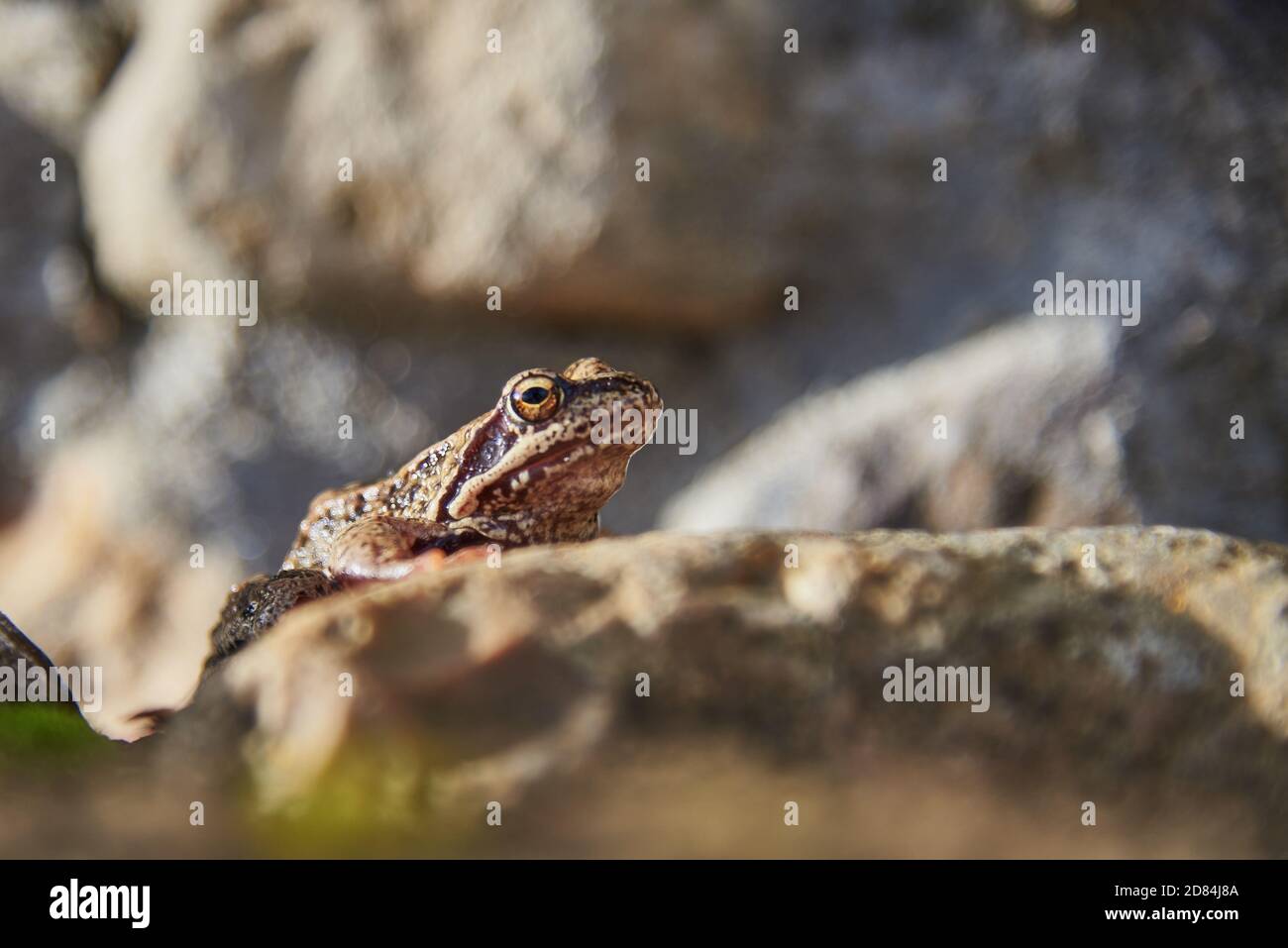 A frog, Slightly blurred in the sunlight, sits on the rocks Stock Photo ...