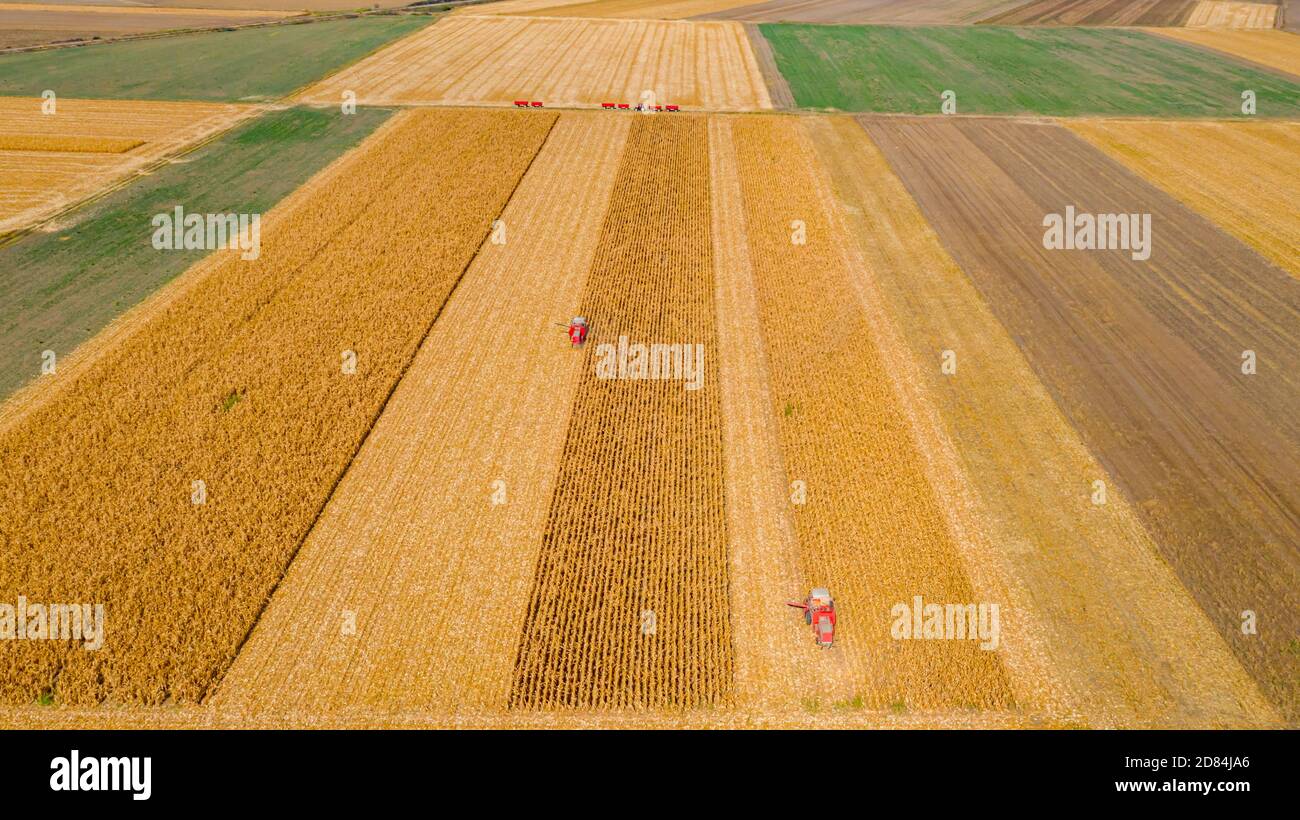 Above view at two, agricultural harvesters, as they are cutting and ...