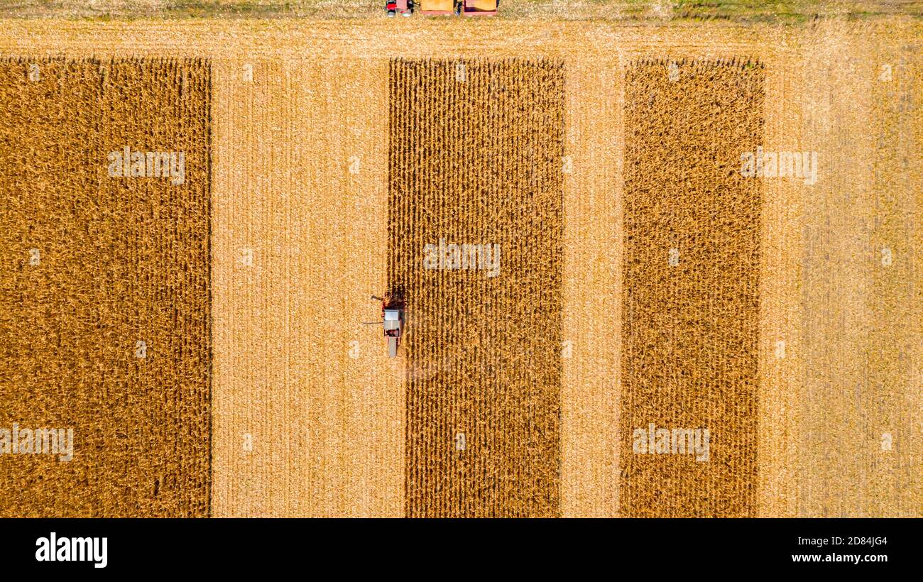 Aerial top view of agricultural harvester is cutting and harvesting ...