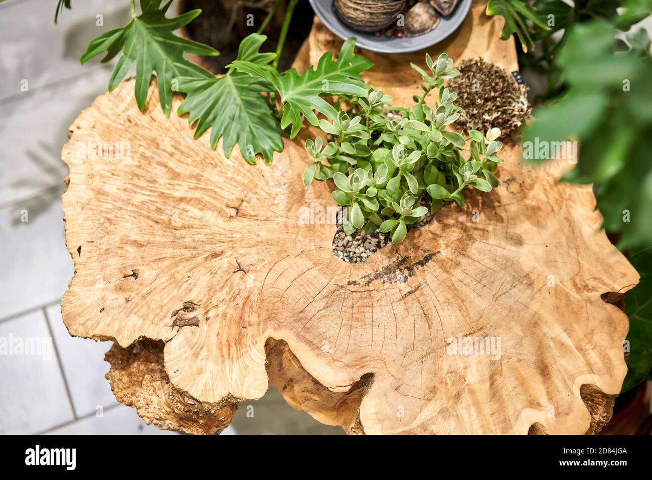 Wood surface cross section of elm tree. Live wood slab texture ...
