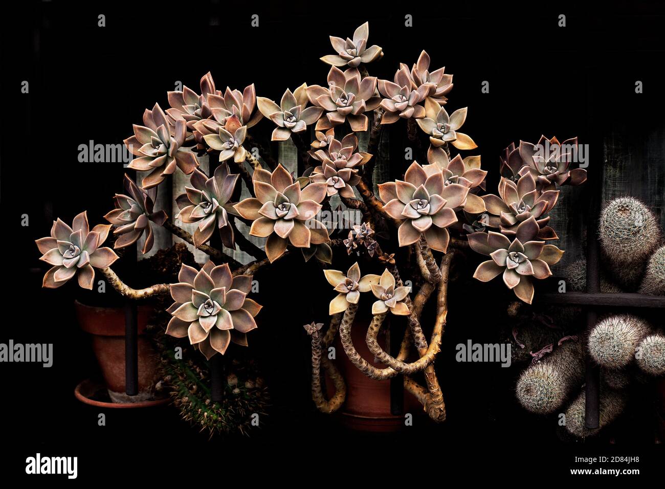 Succulent for display hi-res stock photography and images - Alamy