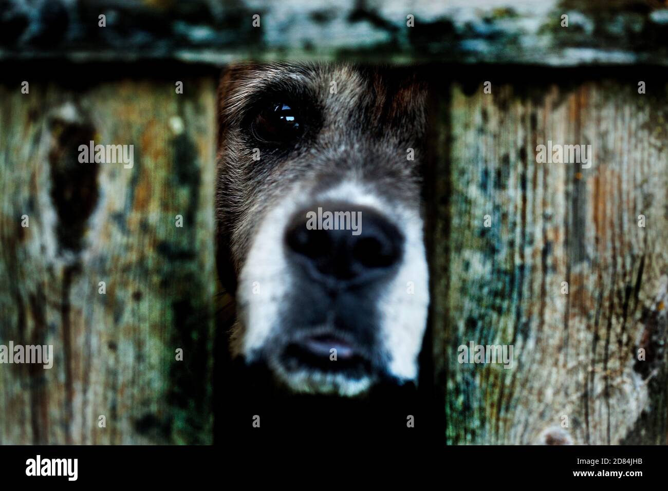 Dog peering through gate Stock Photo - Alamy