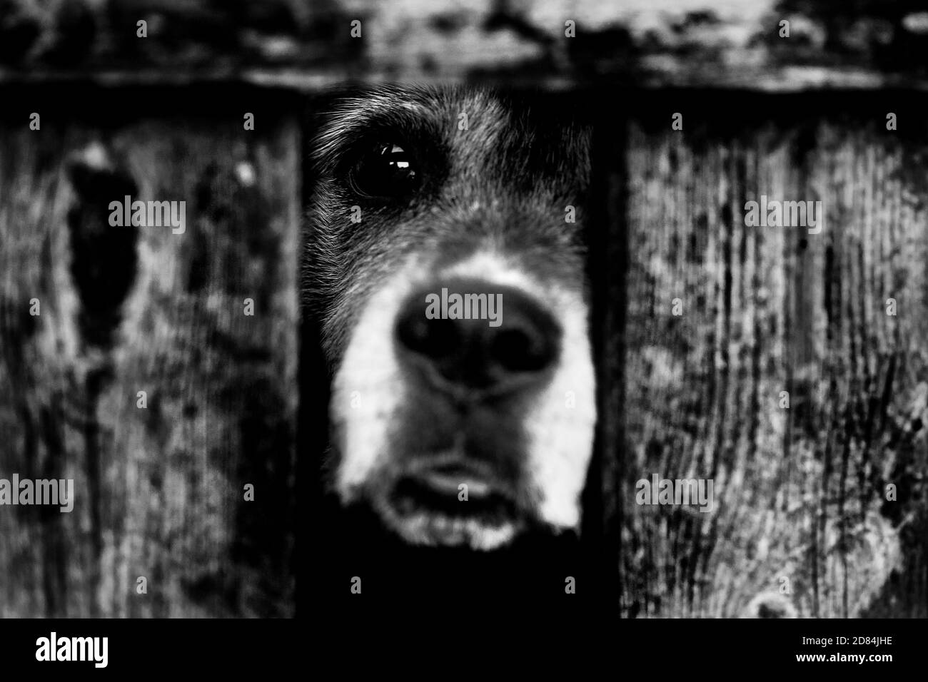 Dog peering through gate Stock Photo - Alamy