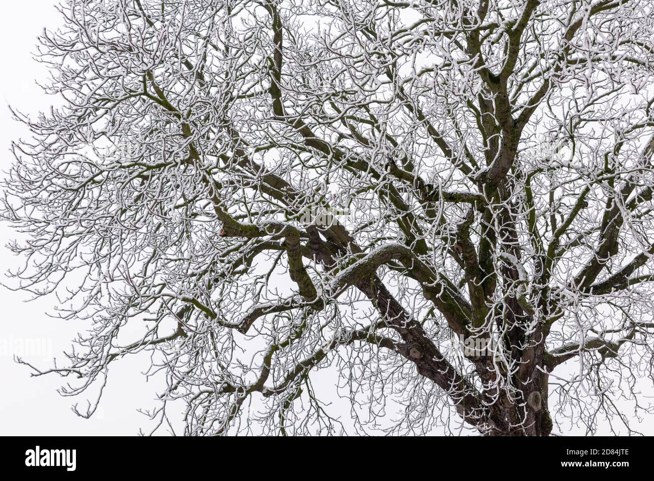 A bare deciduous tree and its many branches are covered with a thin ...