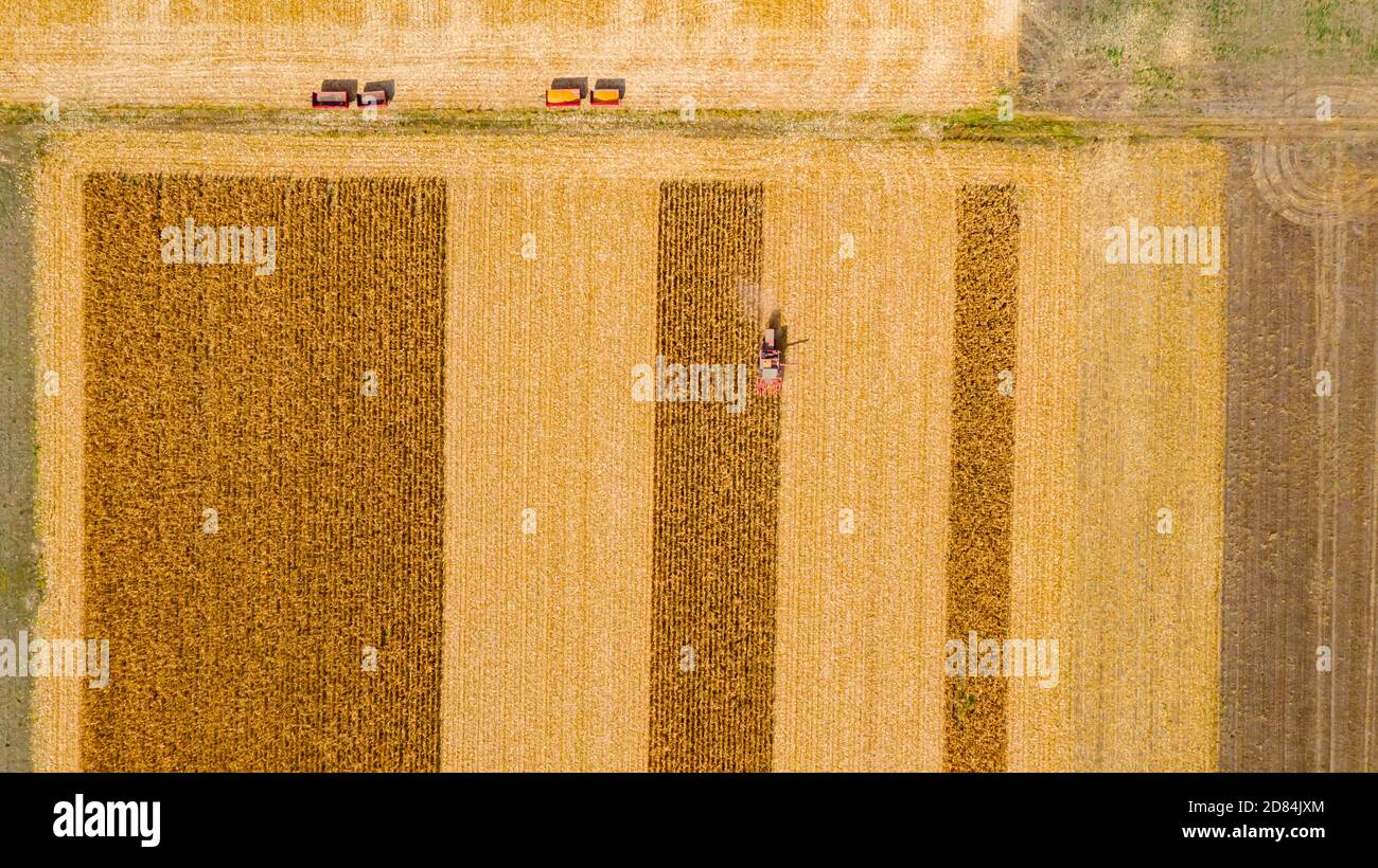 Aerial top view of agricultural harvester is cutting and harvesting ...