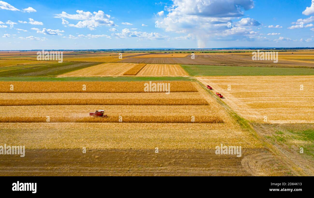 Above view at agricultural harvester is cutting and harvesting mature ...