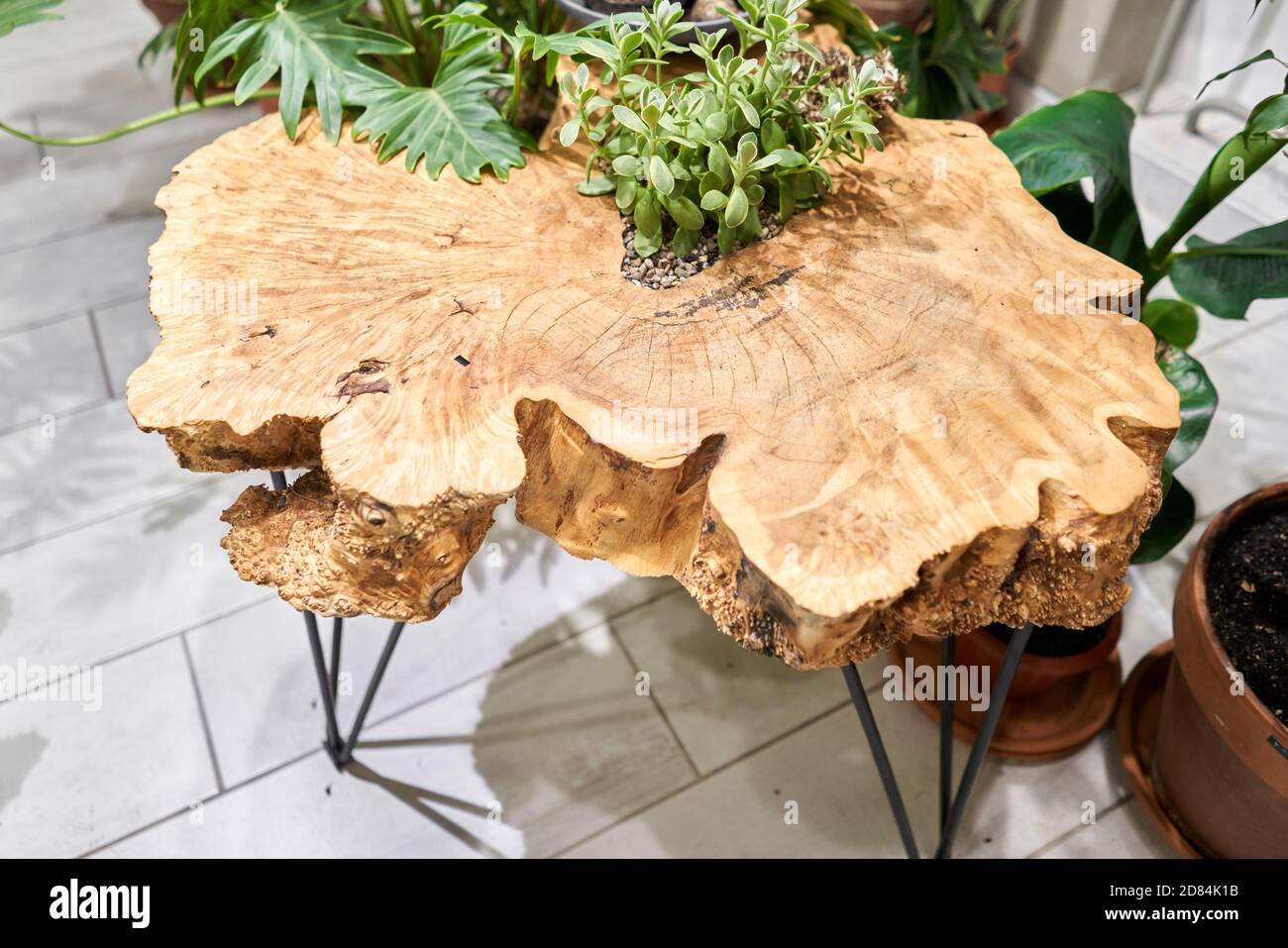 Wood surface cross section of elm tree. Live wood slab texture ...