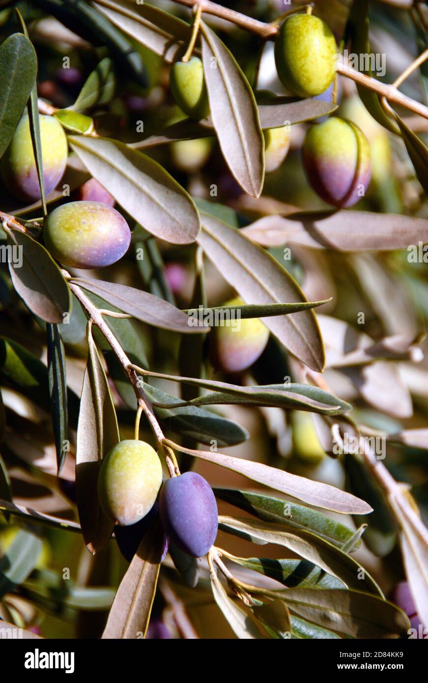 The fruits of an olive tree near Agiokampos town in Thessaly region ...
