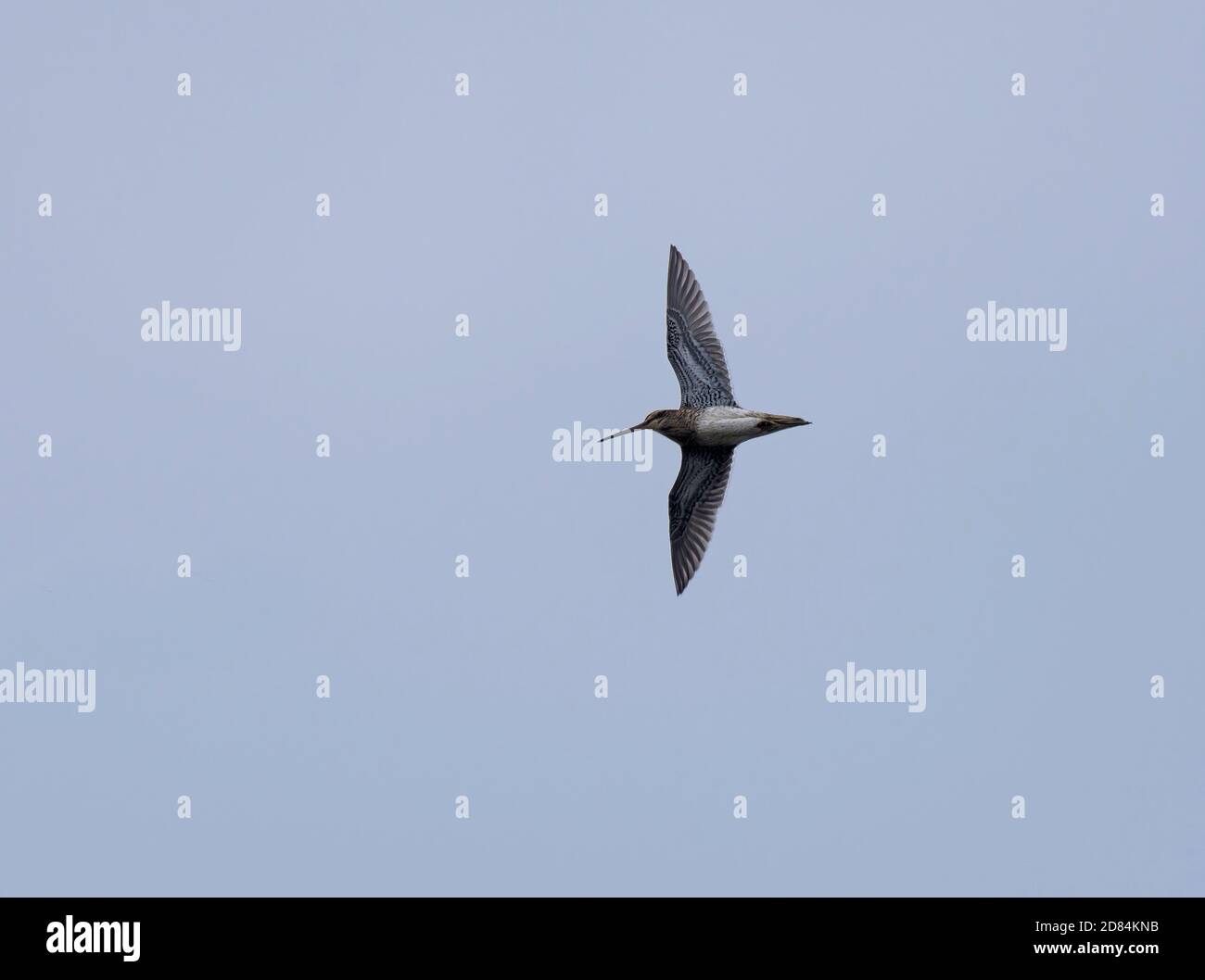 Common snipe, Gallinago gallinago, in flight against pale blue sky ...