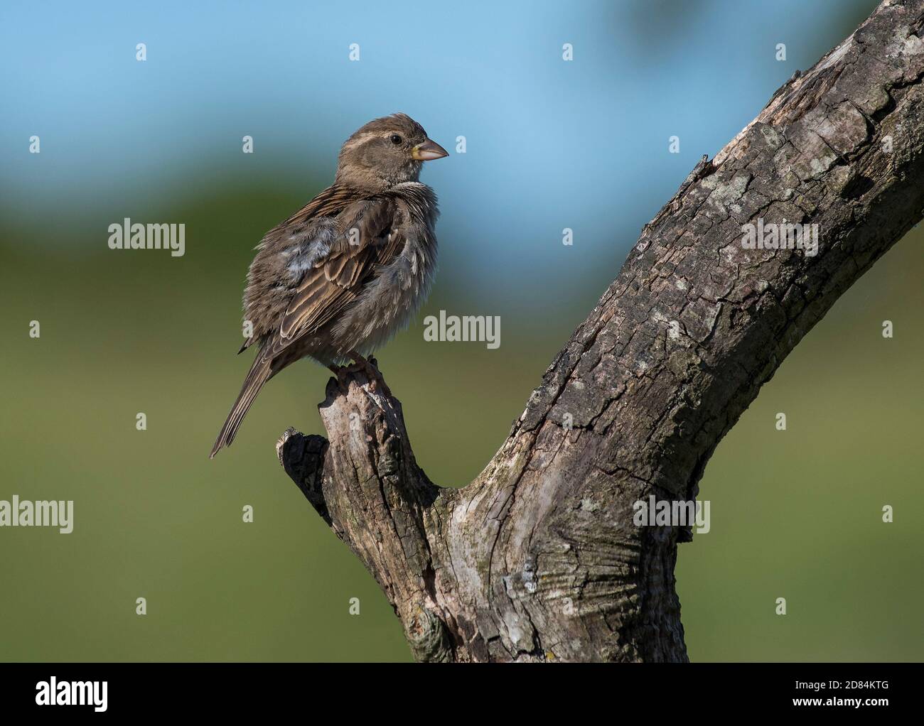 Juvenile house sparrow hi-res stock photography and images - Alamy