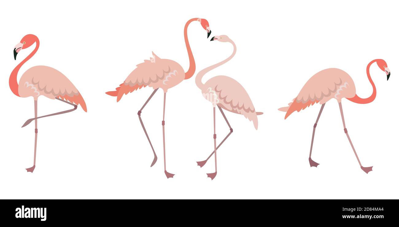Vector set of flamingos in different poses. Male and female pink birds ...