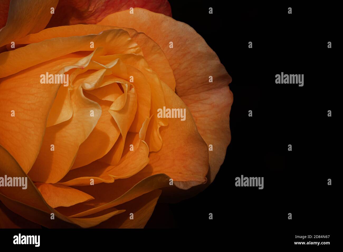 Delicate colorful rose isolated on black with copy space. Rose isolated ...