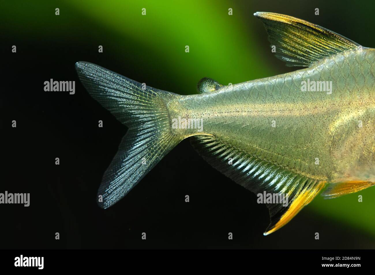 Decorative tail fin hi-res stock photography and images - Alamy