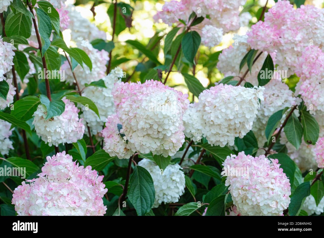 Hydrangea paniculata 'Vanille Fraise'. Hydrangea paniculata 'Renhy ...