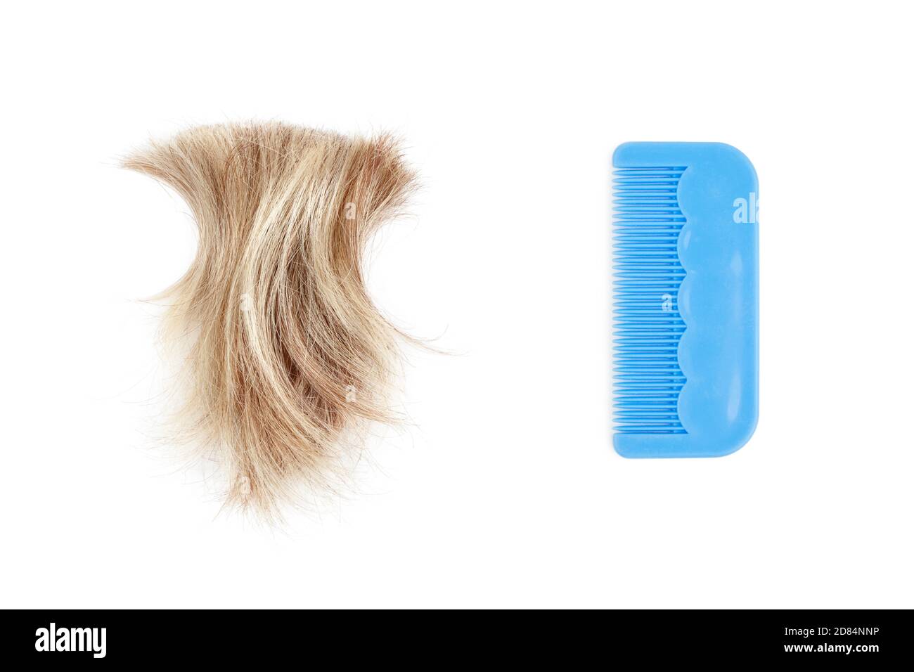 Blond lock of hair & blue plastic comb on white background isolated ...