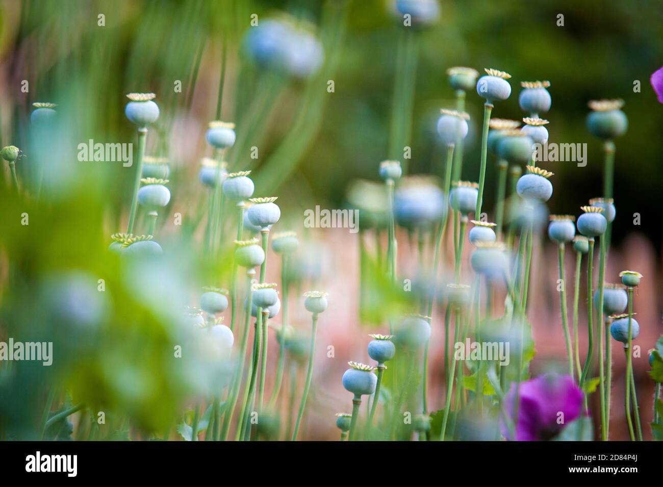 Poppy seed capsules hi-res stock photography and images - Alamy