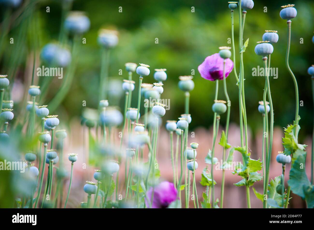 Poppy seed capsules hi-res stock photography and images - Alamy