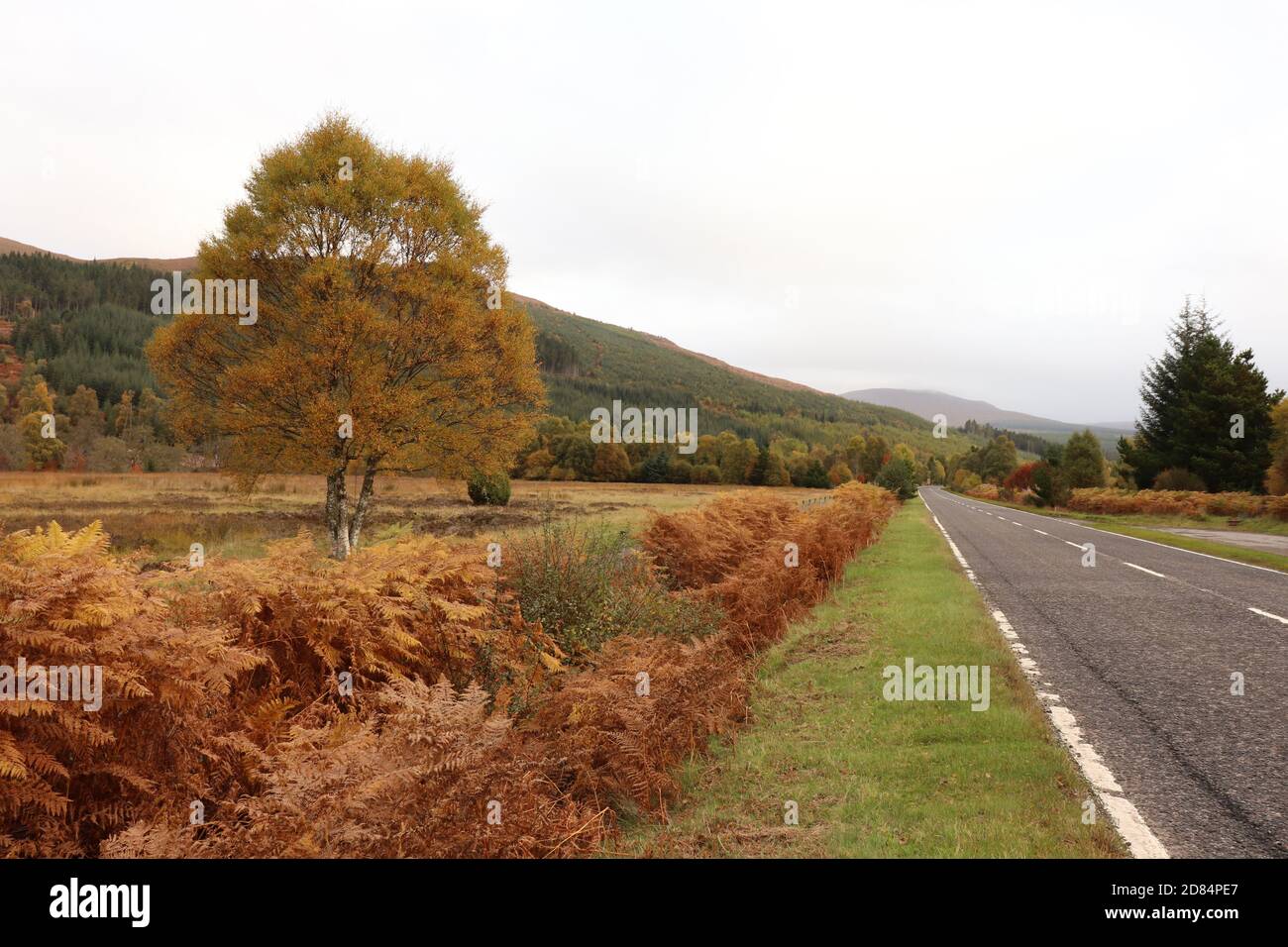 Autumn tree and road Stock Photo - Alamy