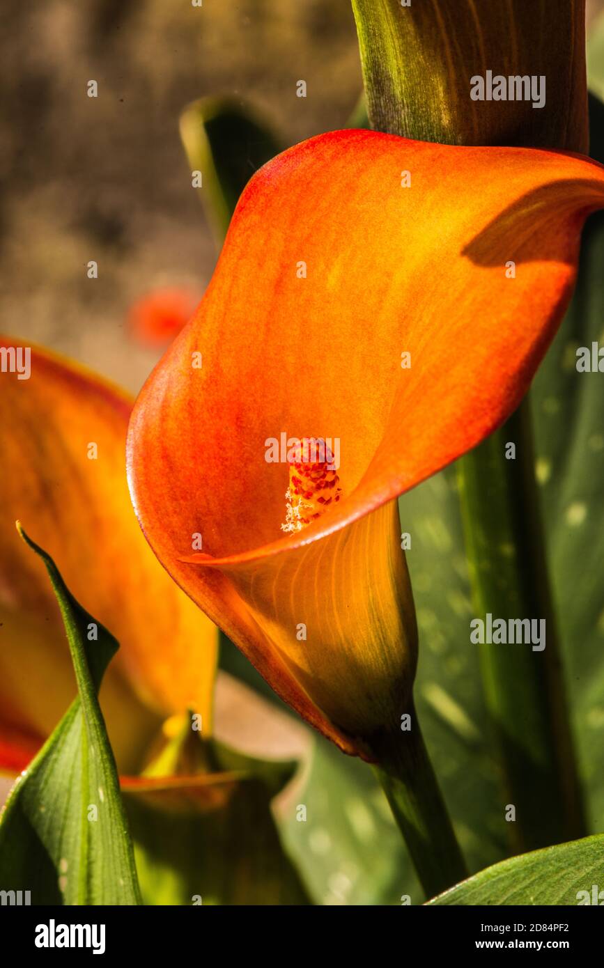 Raymond plant hi-res stock photography and images - Alamy