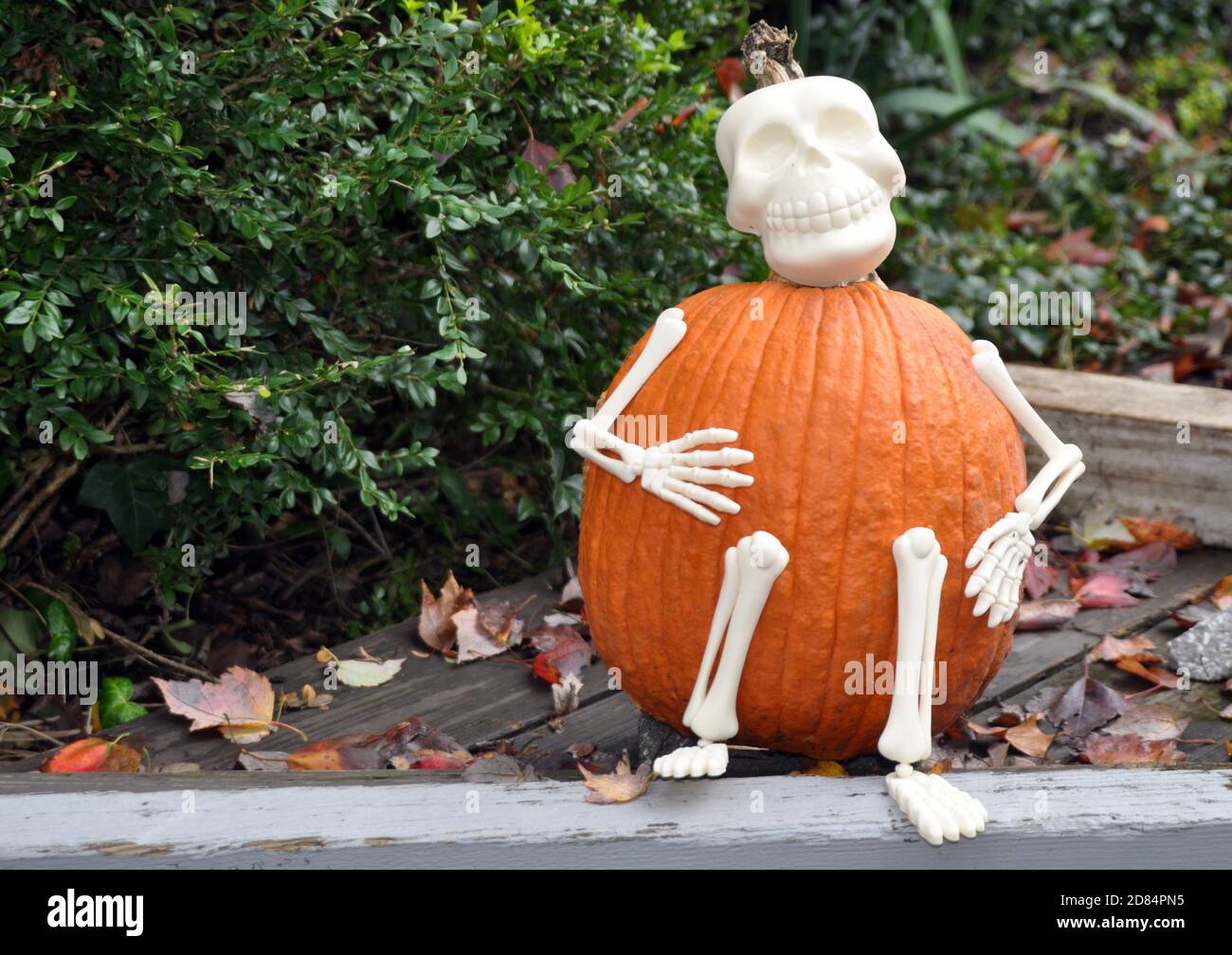 A Pumpkin made into a Skeleton Stock Photo - Alamy